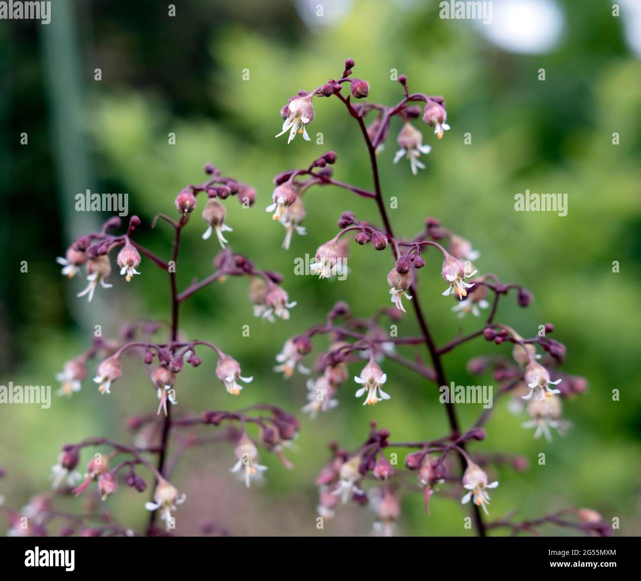 Alumroot hi-res stock photography and images - Alamy