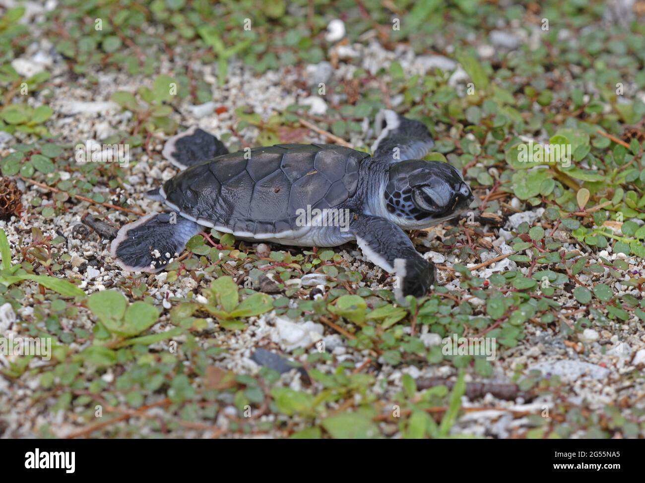 Green turtle australia hi-res stock photography and images - Alamy