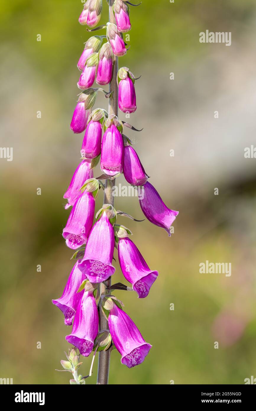 Close up of a common foxglove (digitalis purpurea) flower in bloom ...
