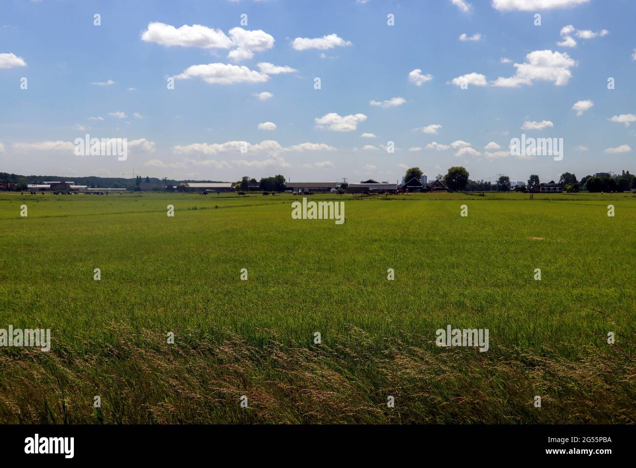 The lowest polder in the Netherlands Zuidplaspolder between Gouda and ...