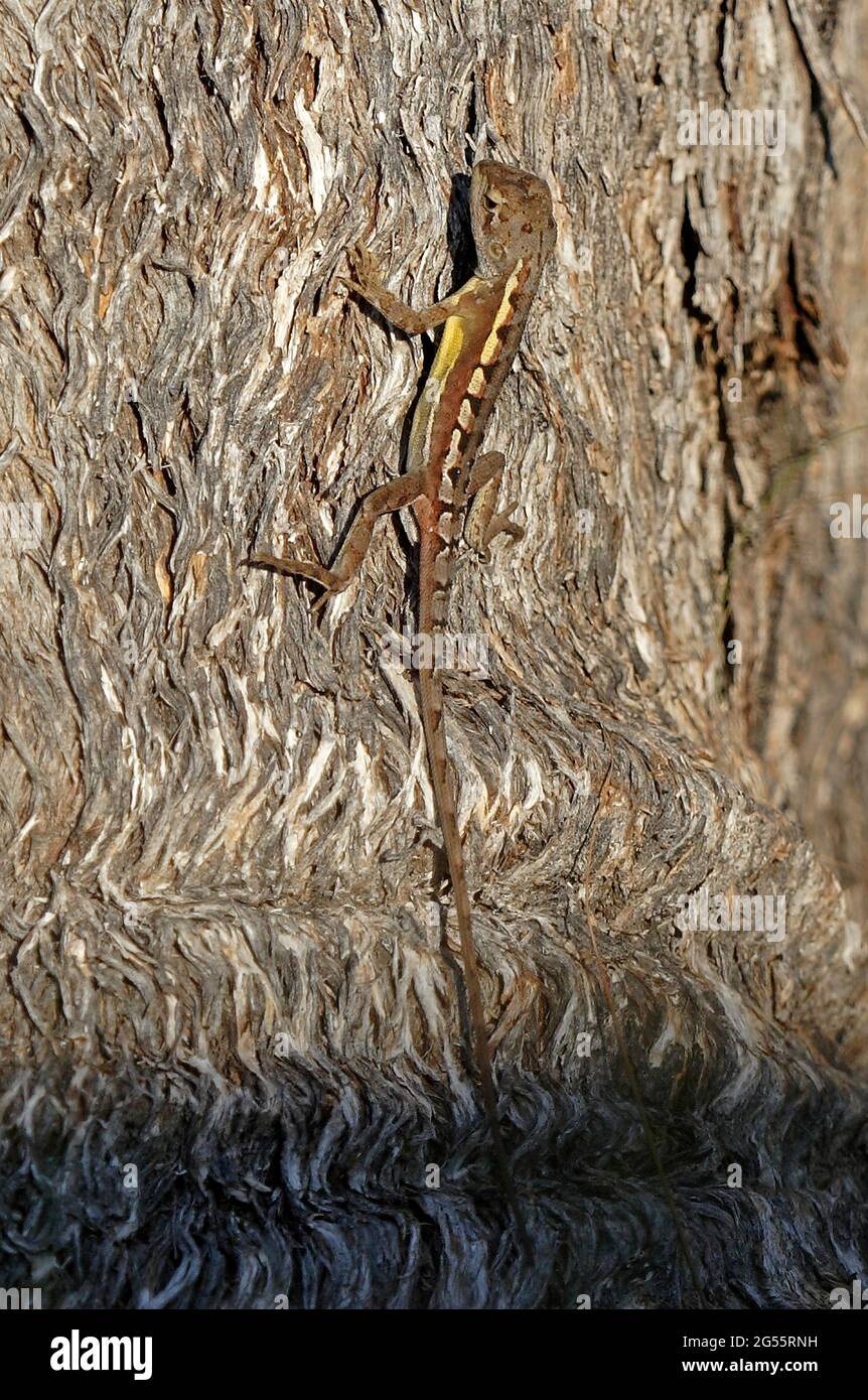 Nobbi dragon hi-res stock photography and images - Alamy