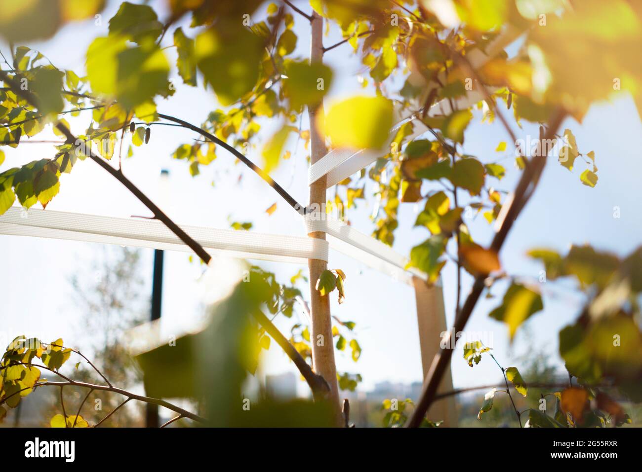 young tree sapling propped and supported by the wooden slats and tied ...