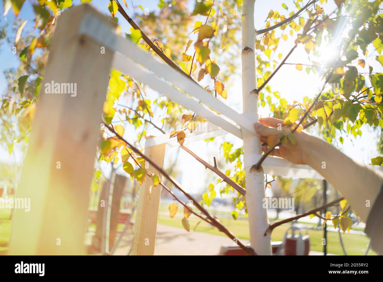 Propped tree branch hi-res stock photography and images - Alamy