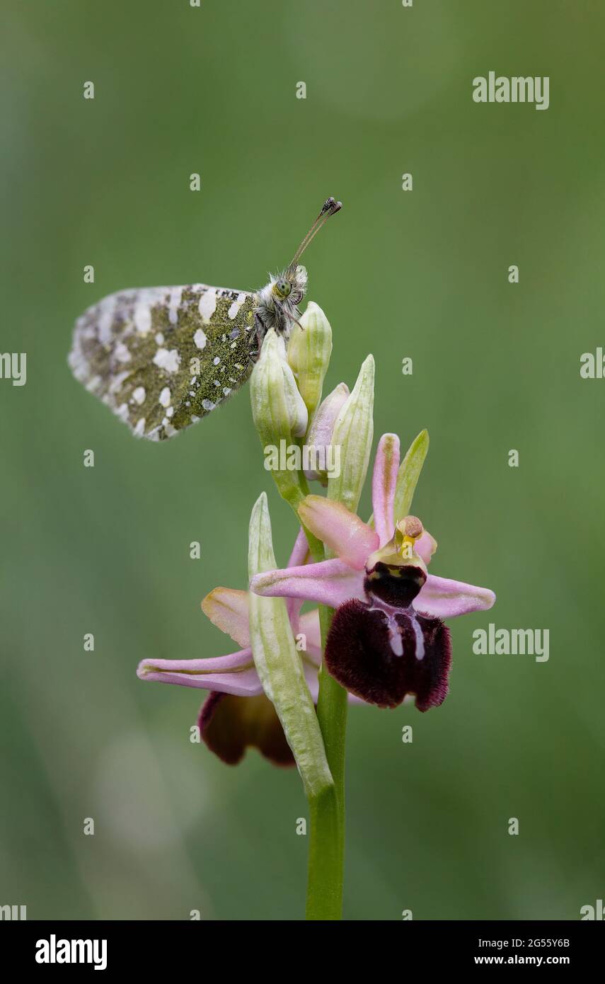 Western dappled white (Euchloe crameri Stock Photo - Alamy