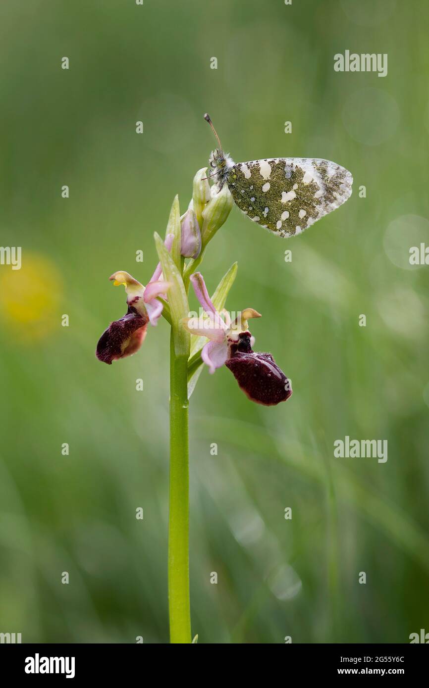 Western dappled white (Euchloe crameri Stock Photo - Alamy