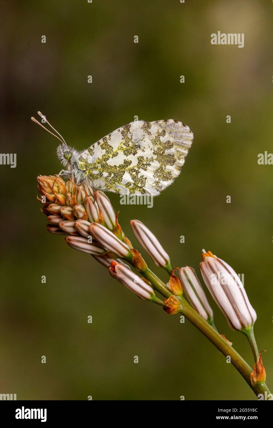 Western dappled white (Euchloe crameri Stock Photo - Alamy