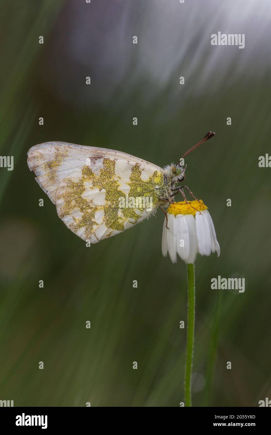Western dappled white (Euchloe crameri Stock Photo - Alamy