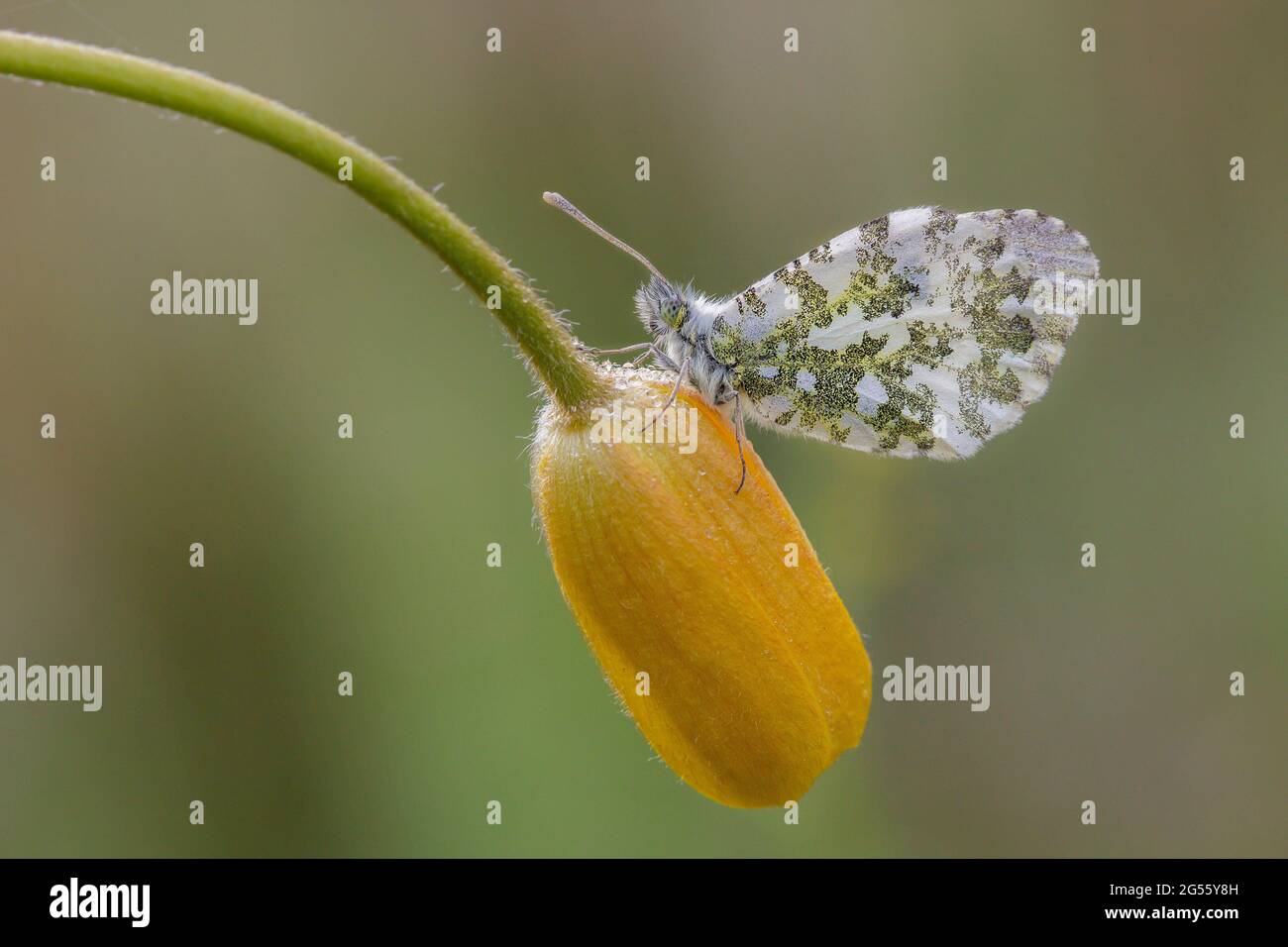 Western dappled white (Euchloe crameri Stock Photo - Alamy