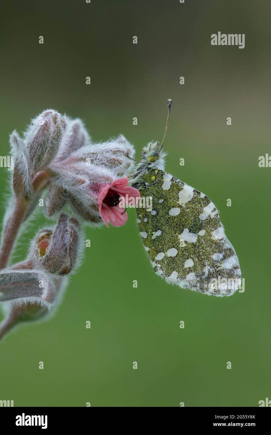 Western dappled white (Euchloe crameri Stock Photo - Alamy