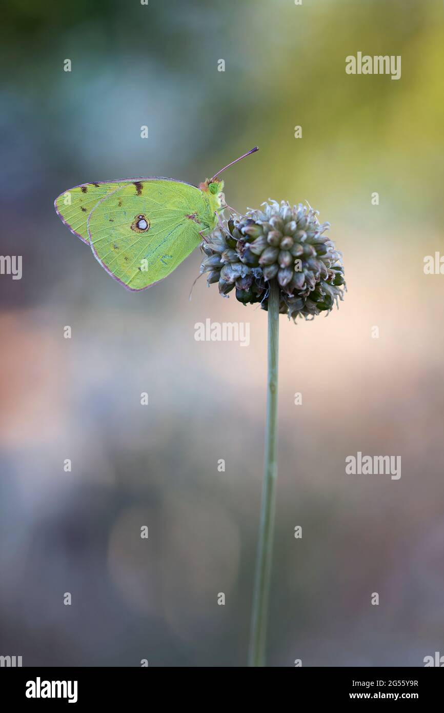 Clouded yellow (Colias croceus Stock Photo - Alamy