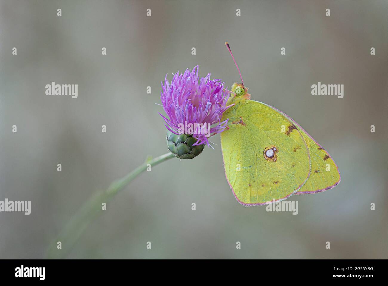 Clouded yellow (Colias croceus Stock Photo - Alamy