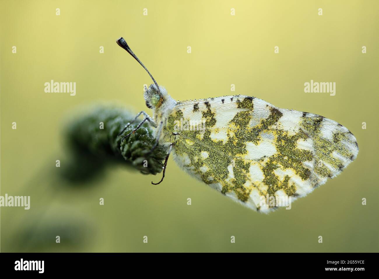 Western dappled white (Euchloe crameri Stock Photo - Alamy