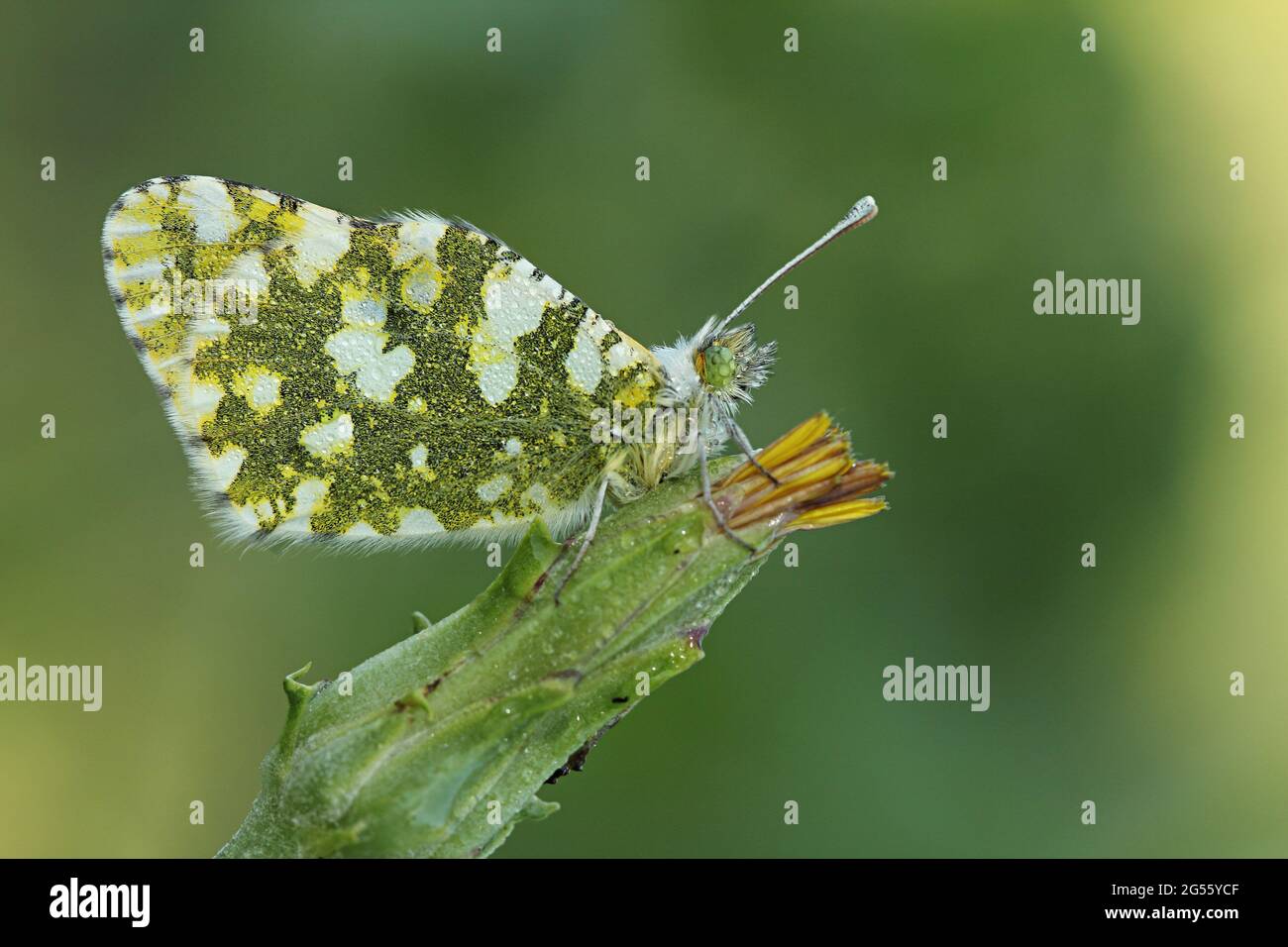 Western dappled white (Euchloe crameri Stock Photo - Alamy