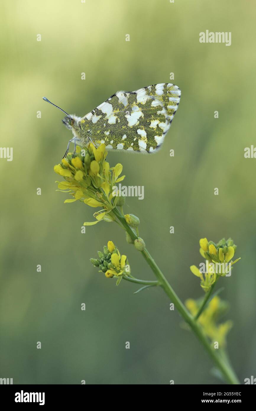 Western dappled white (Euchloe crameri Stock Photo - Alamy