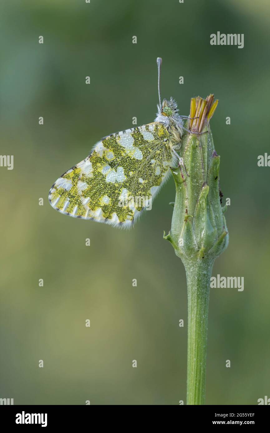 Western dappled white (Euchloe crameri Stock Photo - Alamy