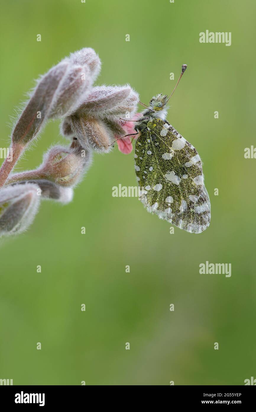 Western dappled white (Euchloe crameri Stock Photo - Alamy