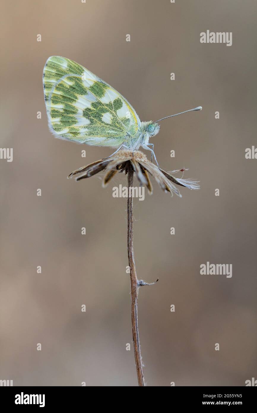 The bath white (Pontia daplidice Stock Photo - Alamy