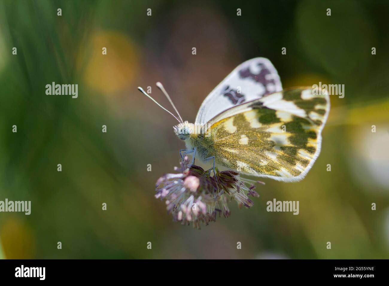The bath white (Pontia daplidice Stock Photo - Alamy