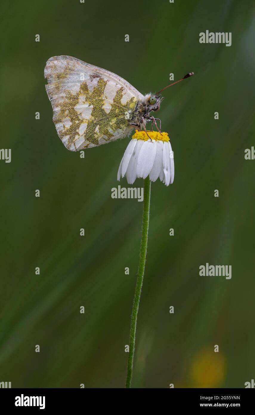 Western dappled white (Euchloe crameri Stock Photo - Alamy