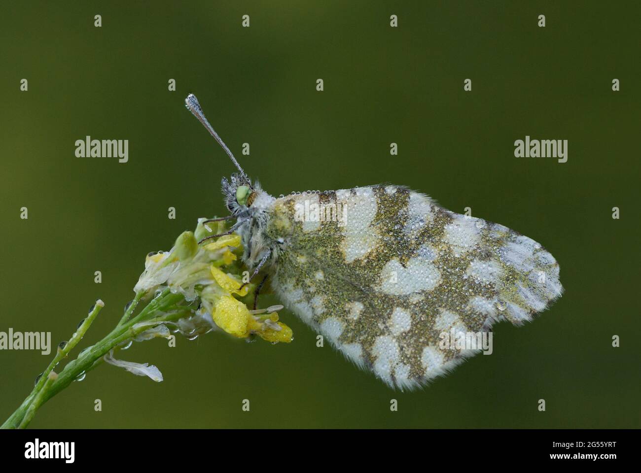 Western dappled white (Euchloe crameri Stock Photo - Alamy