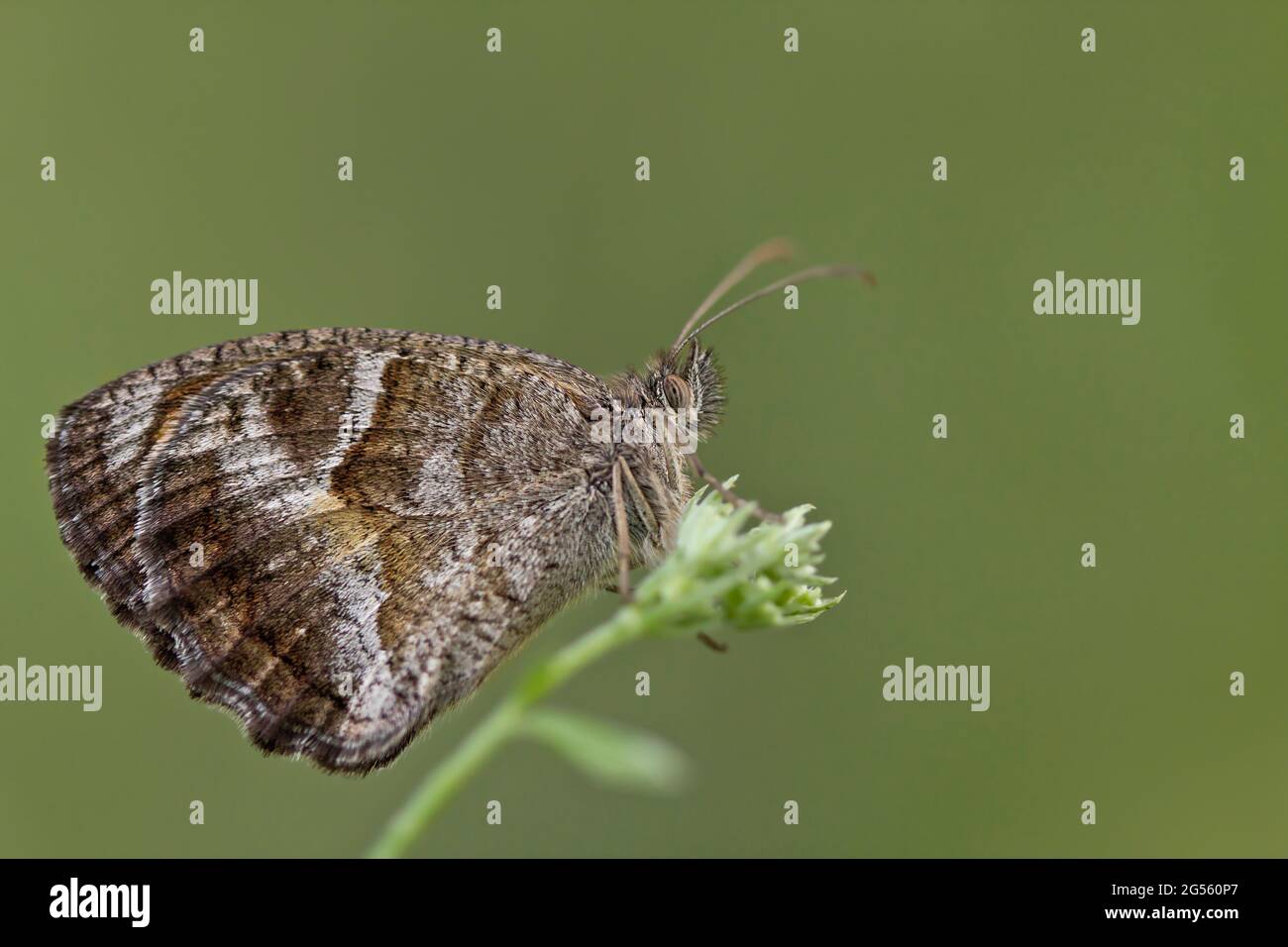 Pyronia cecilia hi-res stock photography and images - Alamy