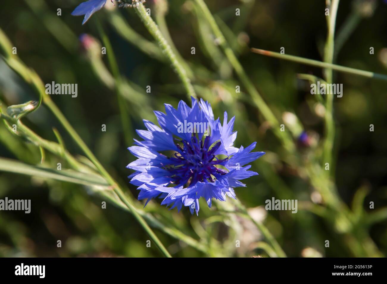 Blue purple flowers of the Cornflower which grows in the wild in the ...