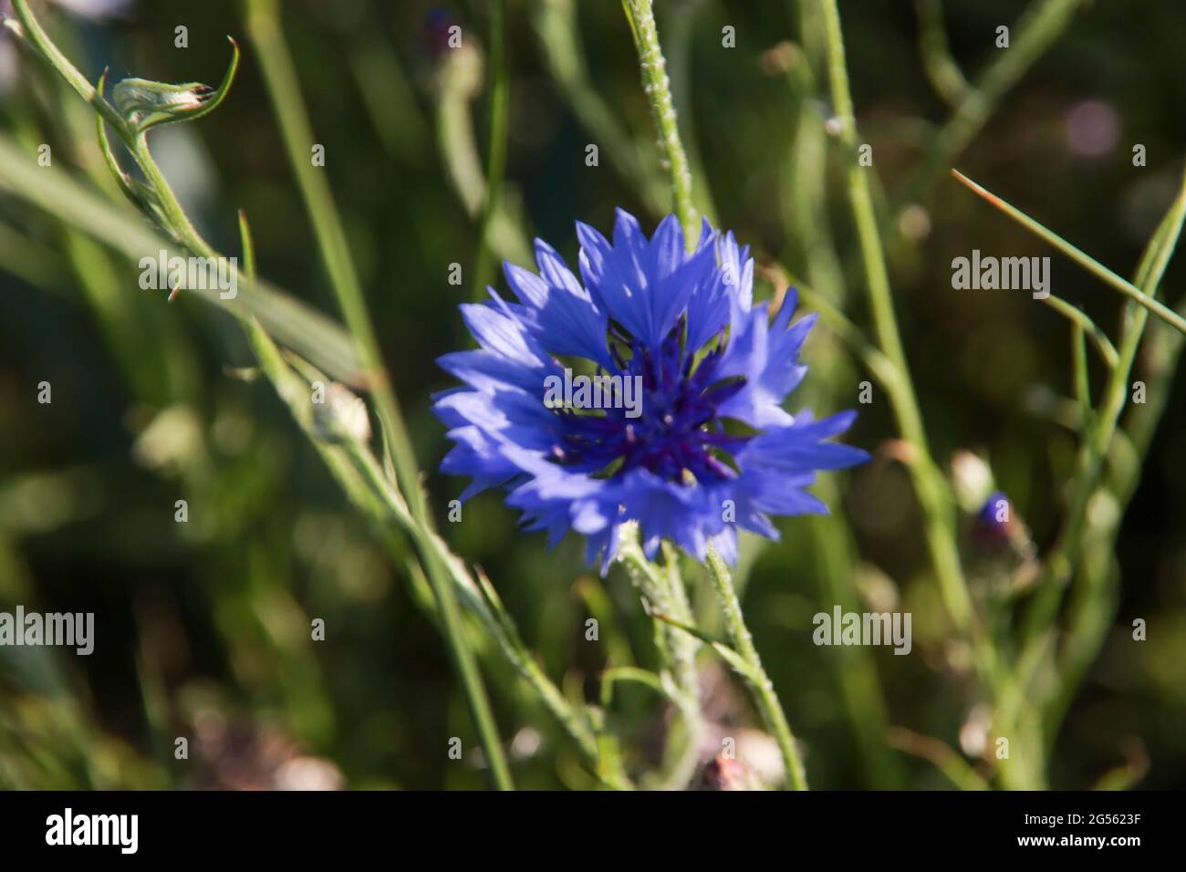 Blue purple flowers of the Cornflower which grows in the wild in the ...