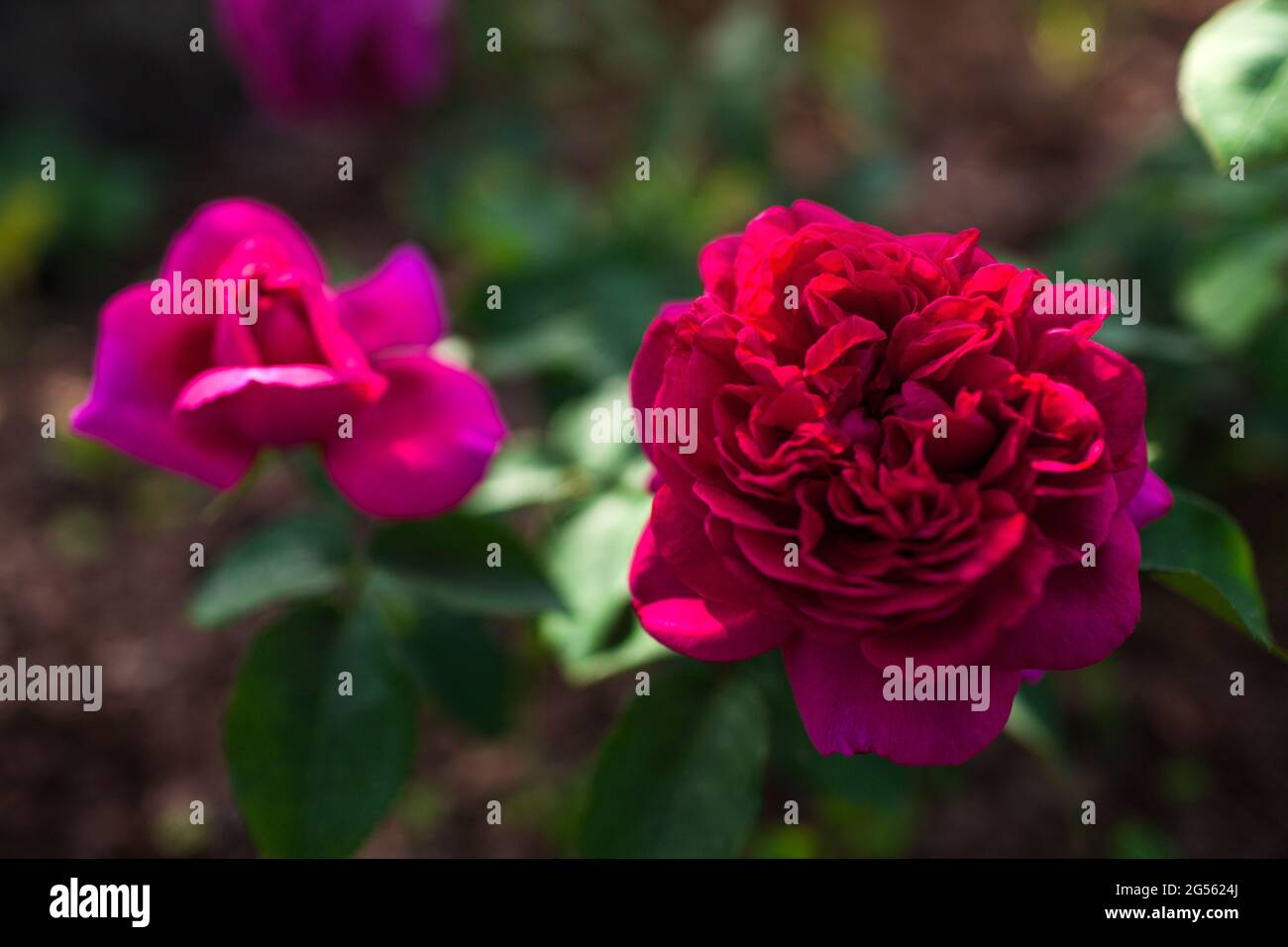 Yellow rose Graham Thomas blooming in summer garden. English David ...