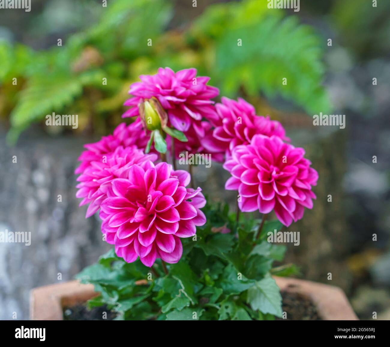 Dahlia pinnata hi-res stock photography and images - Alamy