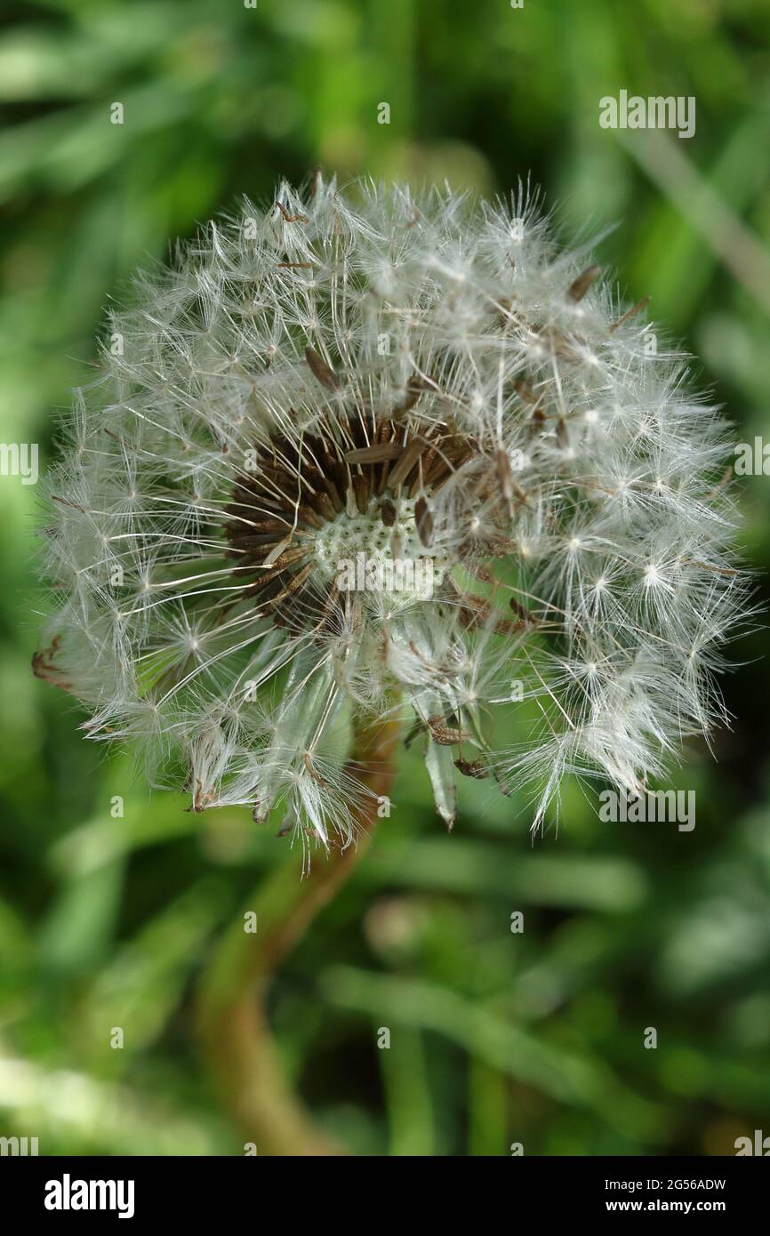 What's the time? Dandelion clock seed head.Taraxacum is a large genus ...