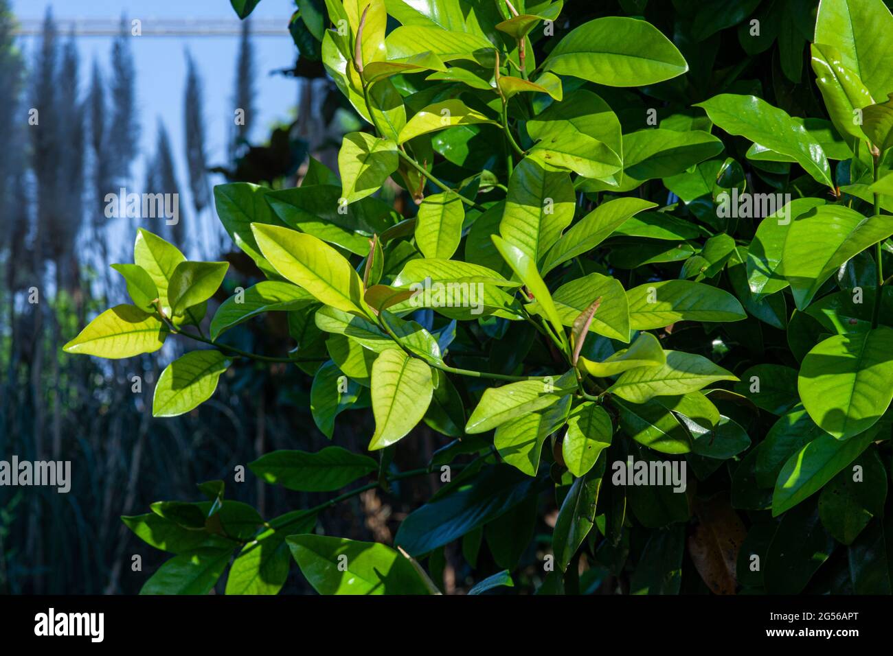 Big Leaves detail on a Magnolia tree at sunset time Stock Photo - Alamy
