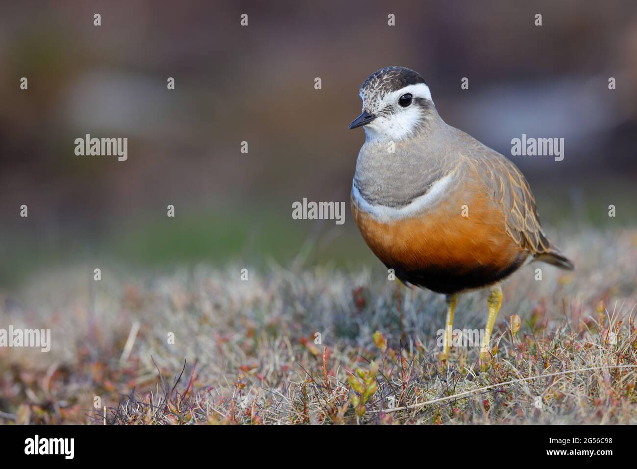 An adult female Eurasian Dotterel (Charadrius morinellus) in breeding ...
