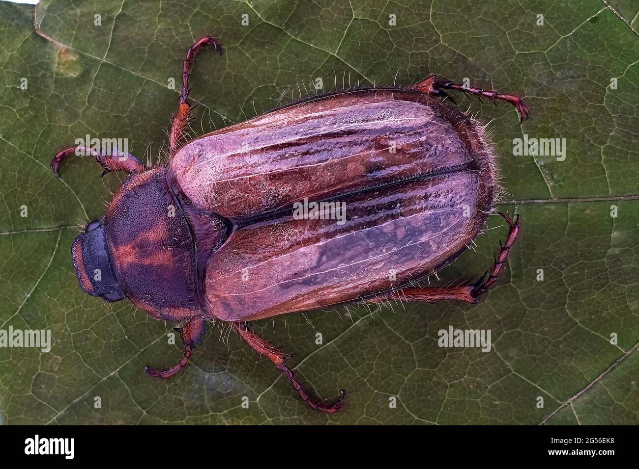 Summer chafer , Amphimallon solstitial Stock Photo - Alamy
