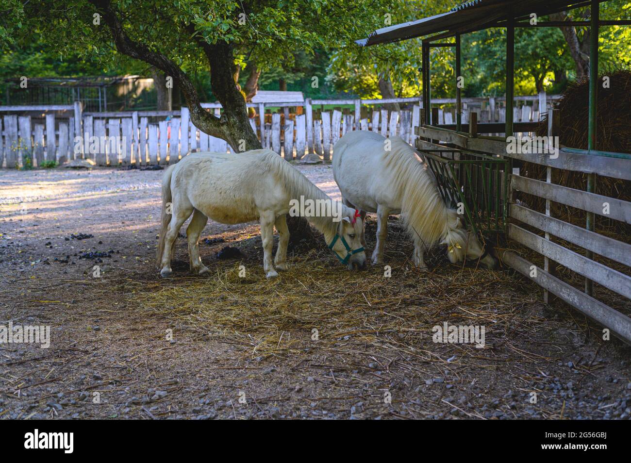 White ponies grazing in a pasture Stock Photo - Alamy