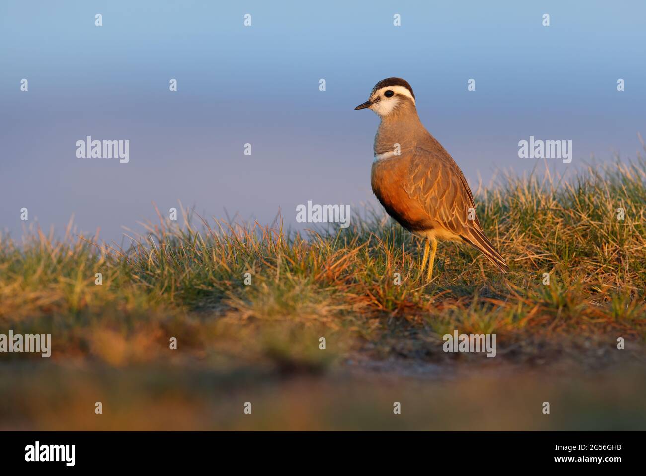 An adult female Eurasian Dotterel (Charadrius morinellus) in breeding ...
