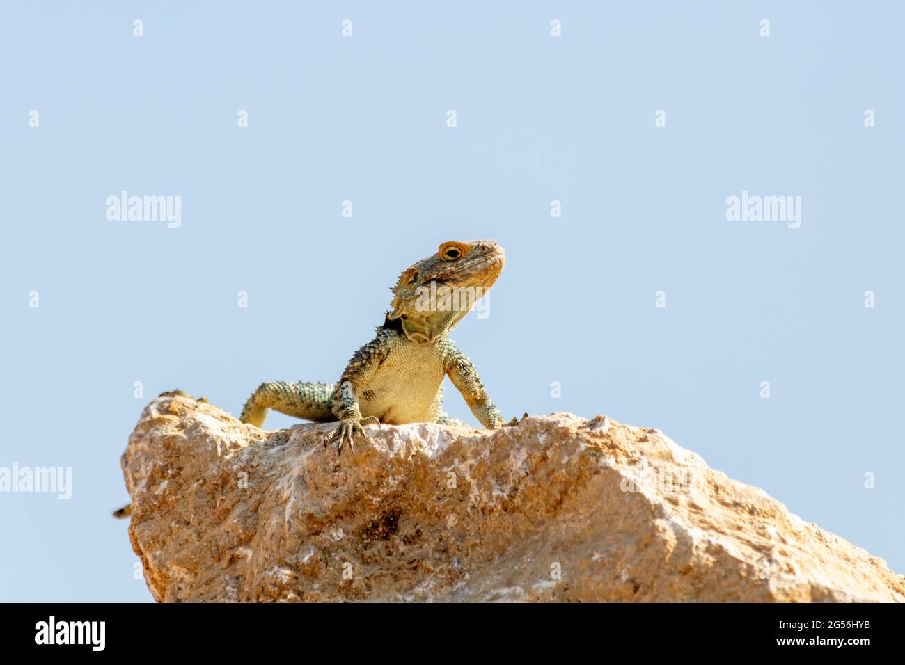 Ecuador and turkey hi-res stock photography and images - Alamy