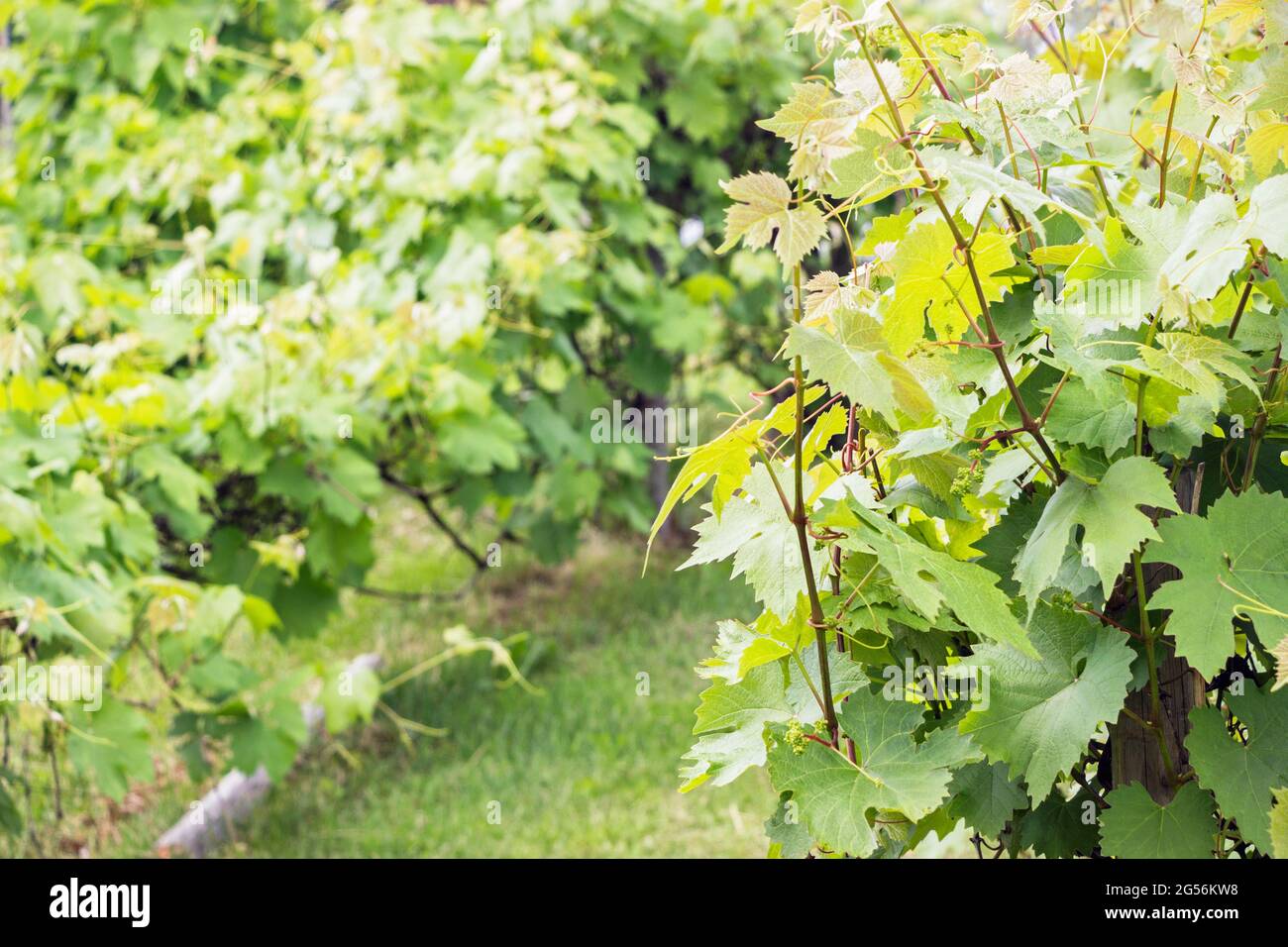 growing green grape fruit trees at farm Stock Photo - Alamy