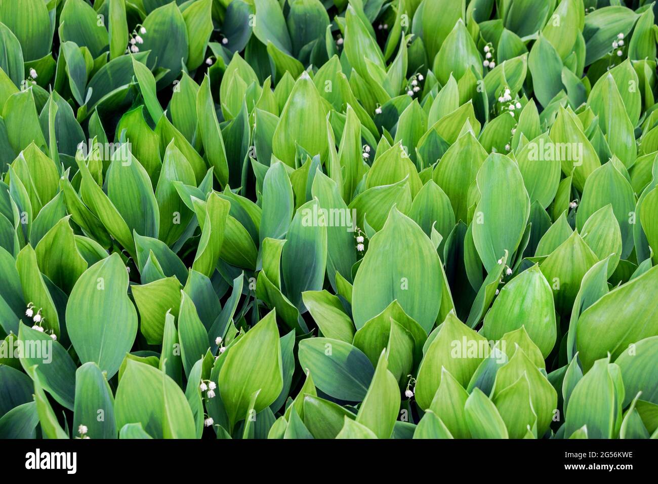 Lily of the valley tree flower hi-res stock photography and images - Alamy