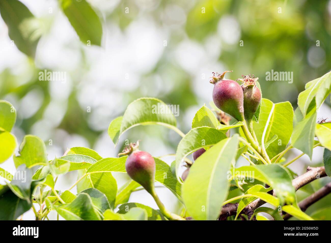 small apple growing on tree branch at farm Stock Photo - Alamy