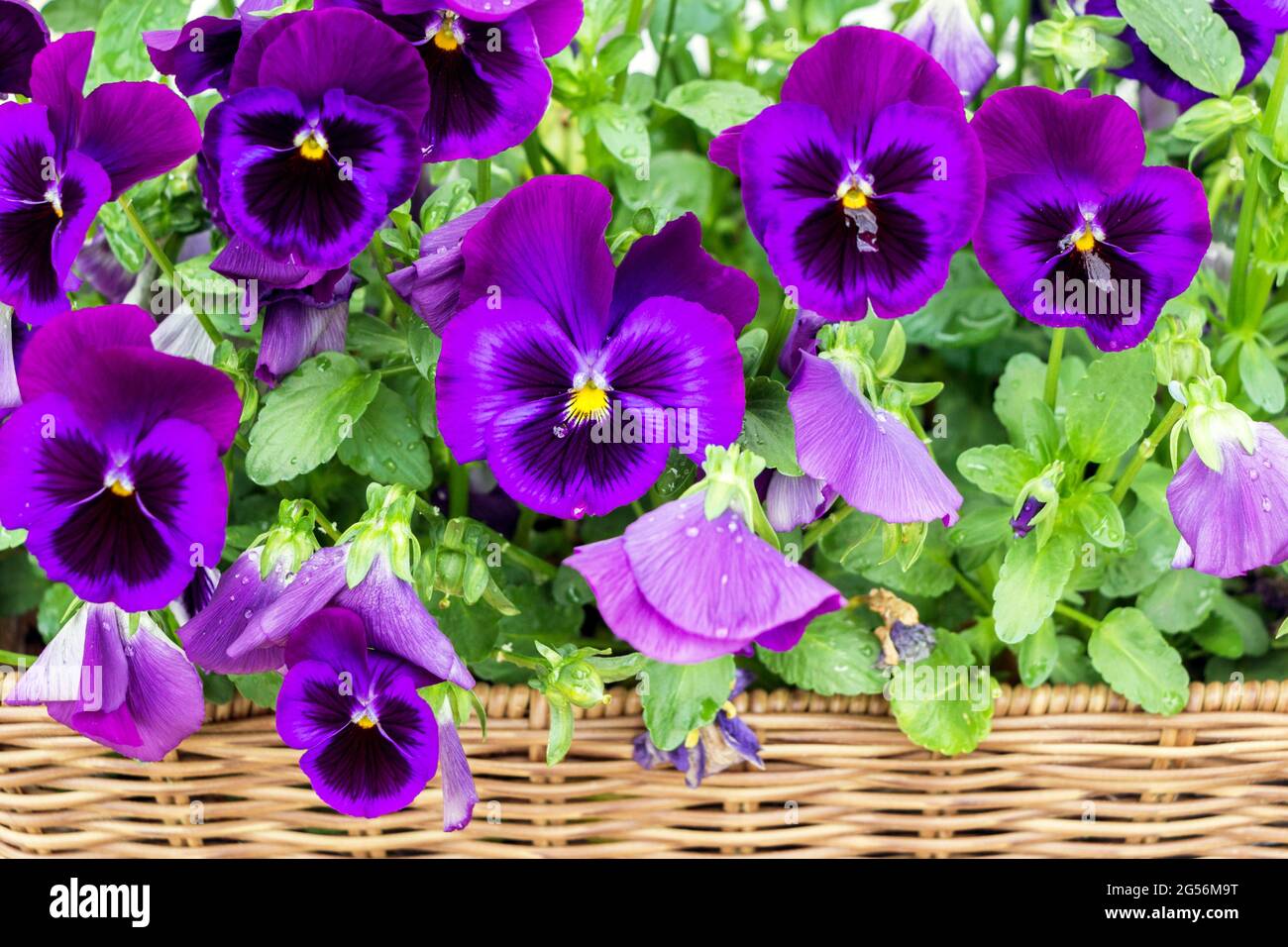 Purple viola tricolor hi-res stock photography and images - Alamy