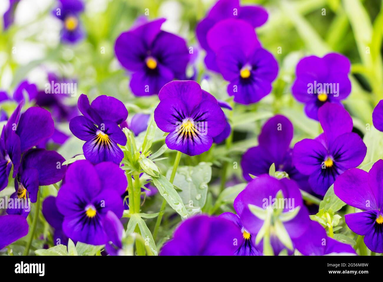 Purple viola tricolor hi-res stock photography and images - Alamy