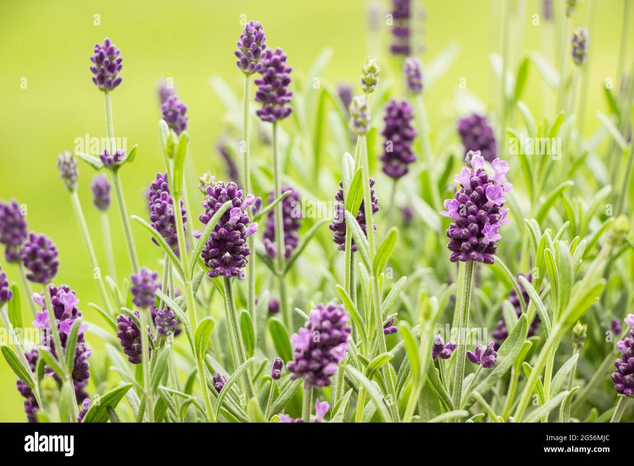close up of blooming lavender flower bush in green garden Stock Photo ...