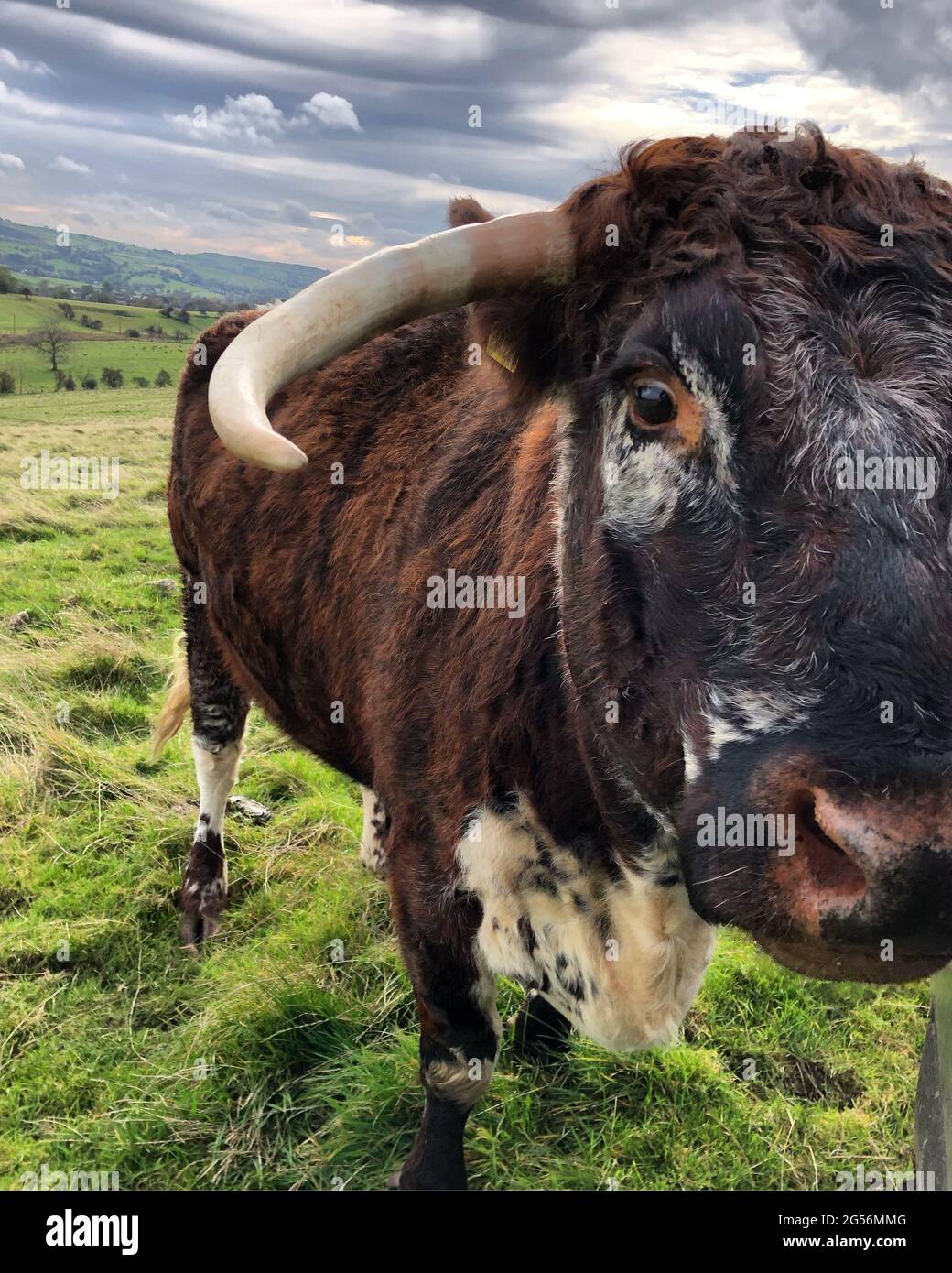 Bull on Farm Safari at Thornton Hall Country Park, Skipton Stock Photo ...