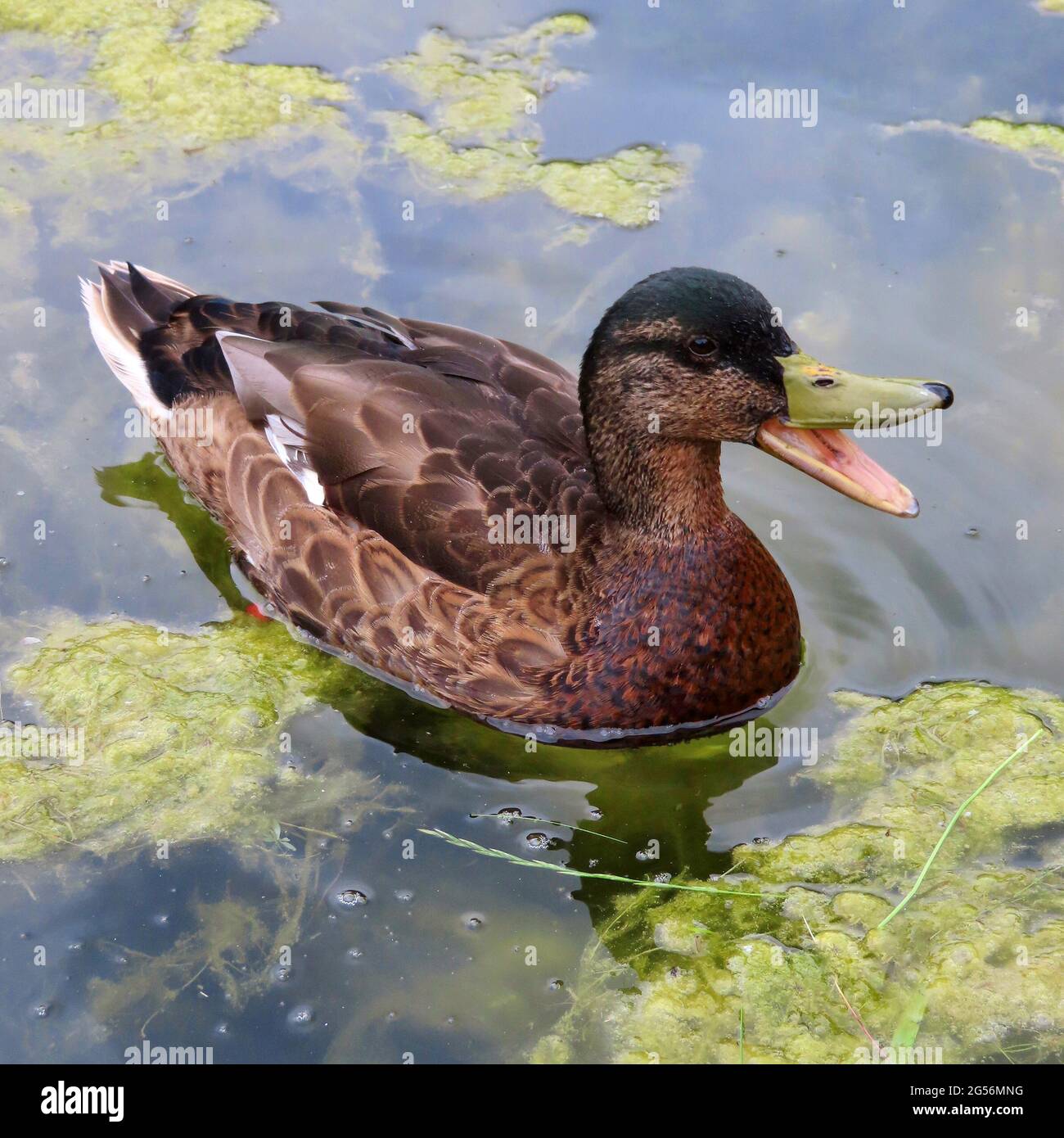 Quacking duck hi-res stock photography and images - Alamy