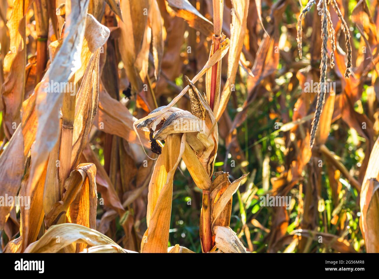 Field of dried corn stalks hi-res stock photography and images - Alamy