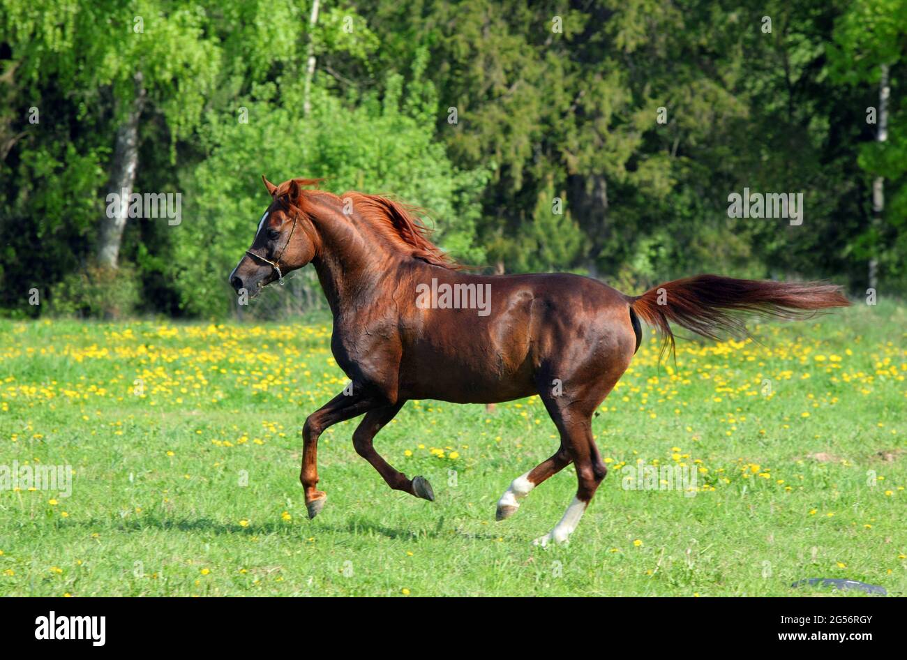 Arabian Horse Galloping Field High Resolution Stock Photography and ...
