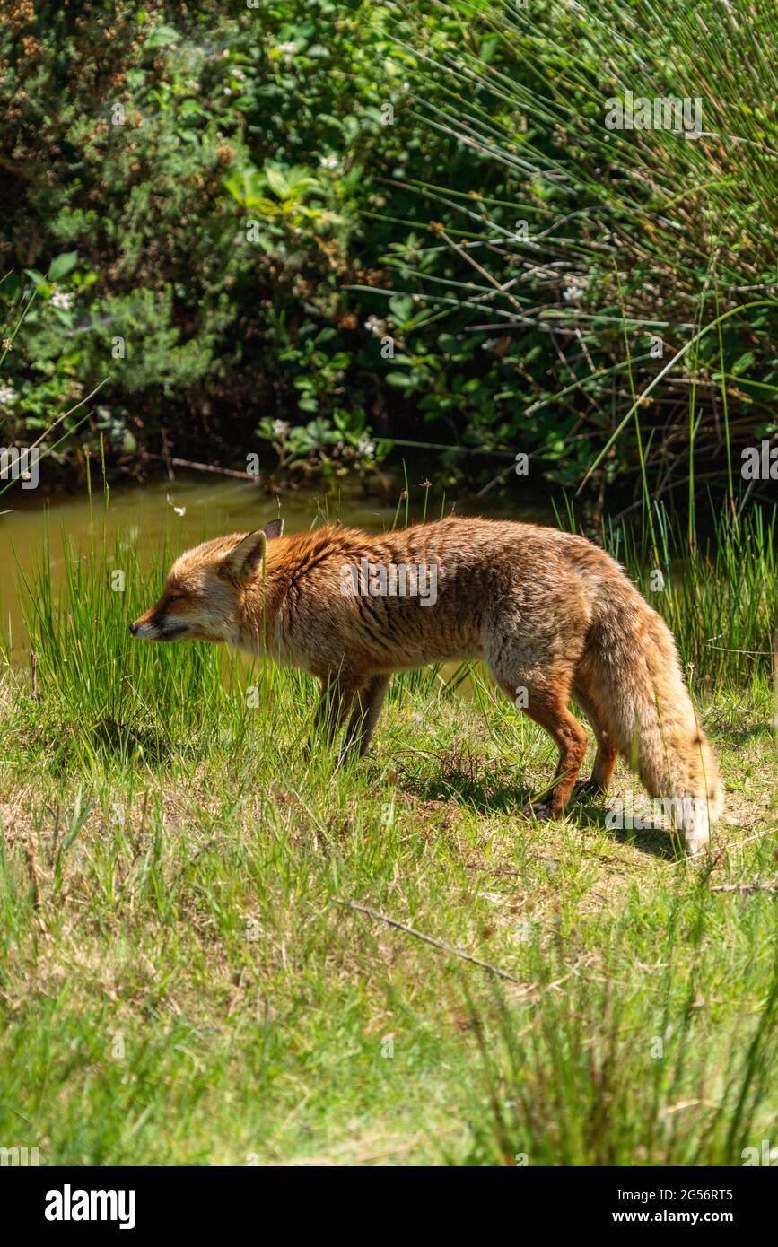 Red fox species long hi-res stock photography and images - Alamy