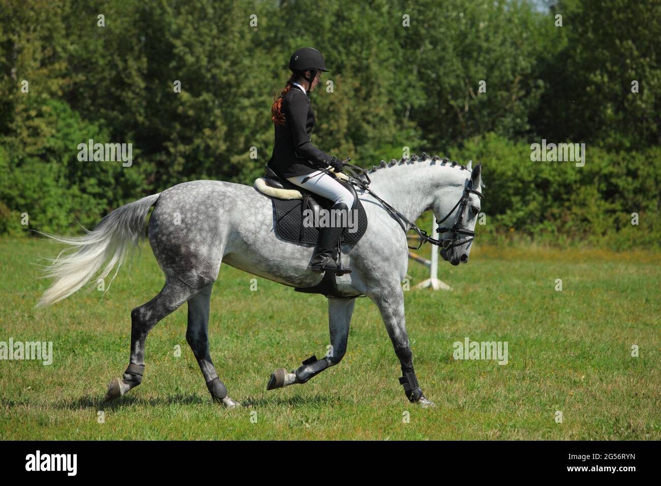 Equestrian model girl riding sportive dressage horse in summer fields ...
