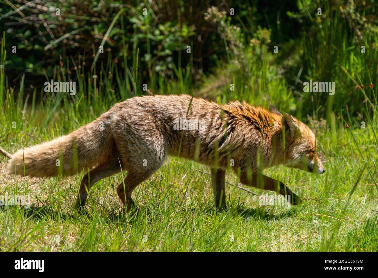 Red British fox in a field on a sunny day Stock Photo - Alamy