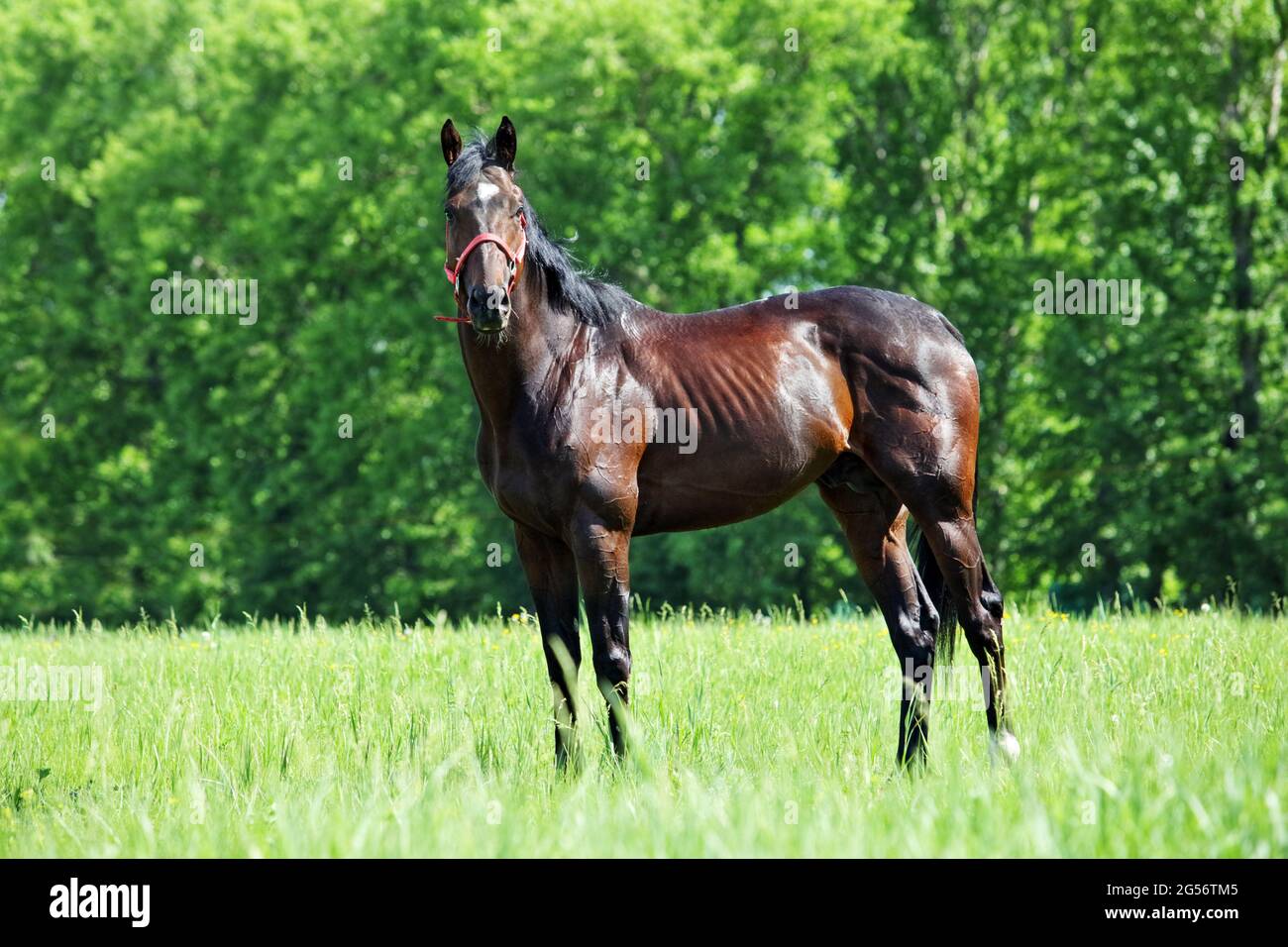 Thoroughbred race horses in hi-res stock photography and images - Alamy
